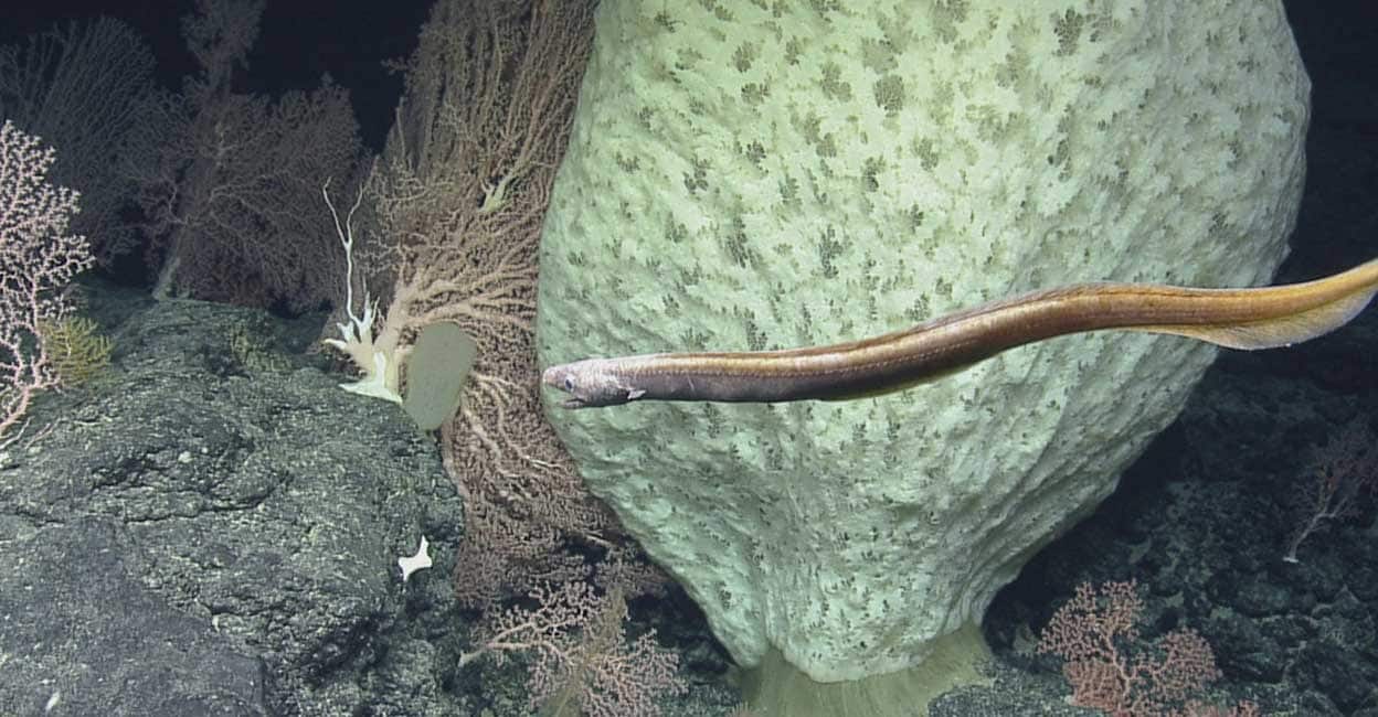 കാണാൻ ചെറുത്; രക്തം കുടിക്കും, മാംസം കാർന്നു തിന്നും; കൊലയാളി സ്രാവുകളെ ...