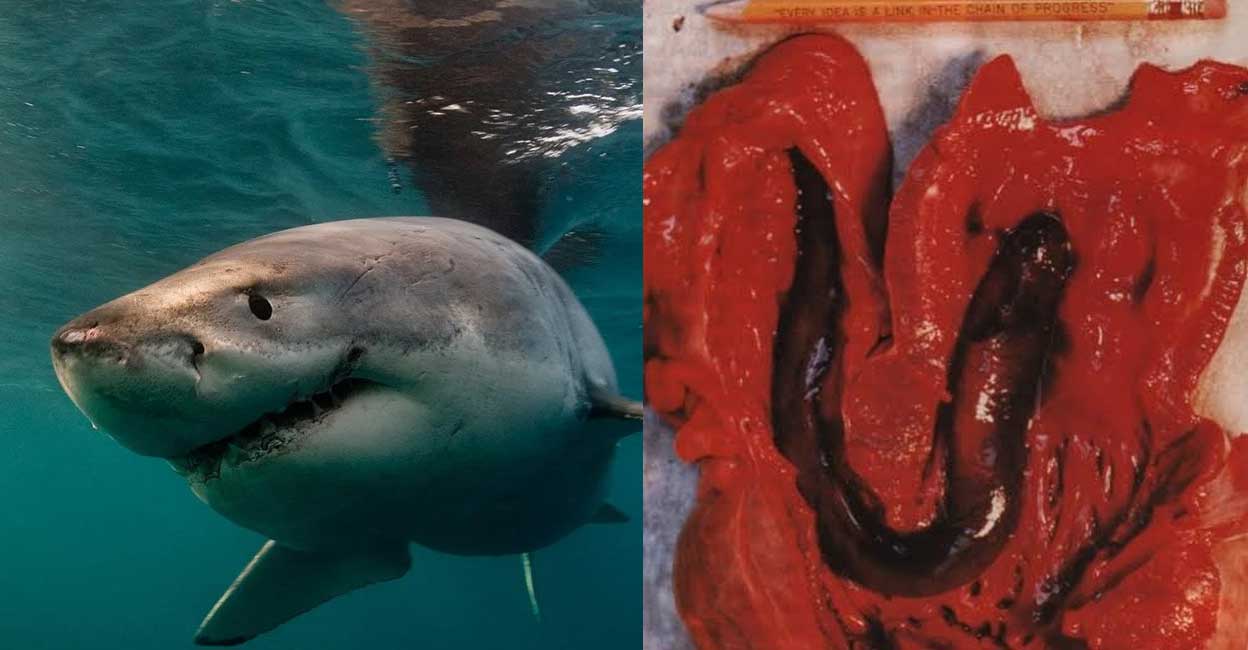 കാണാൻ ചെറുത്; രക്തം കുടിക്കും, മാംസം കാർന്നു തിന്നും; കൊലയാളി സ്രാവുകളെ ...