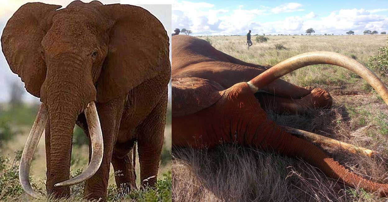 പൊലീസ് അകമ്പടികളോടെ നടുംഗമുവ രാജ, പെയിന്റർ റൂബി, ബ്രിട്ടീഷ് രാജ്ഞിയുടെ ...