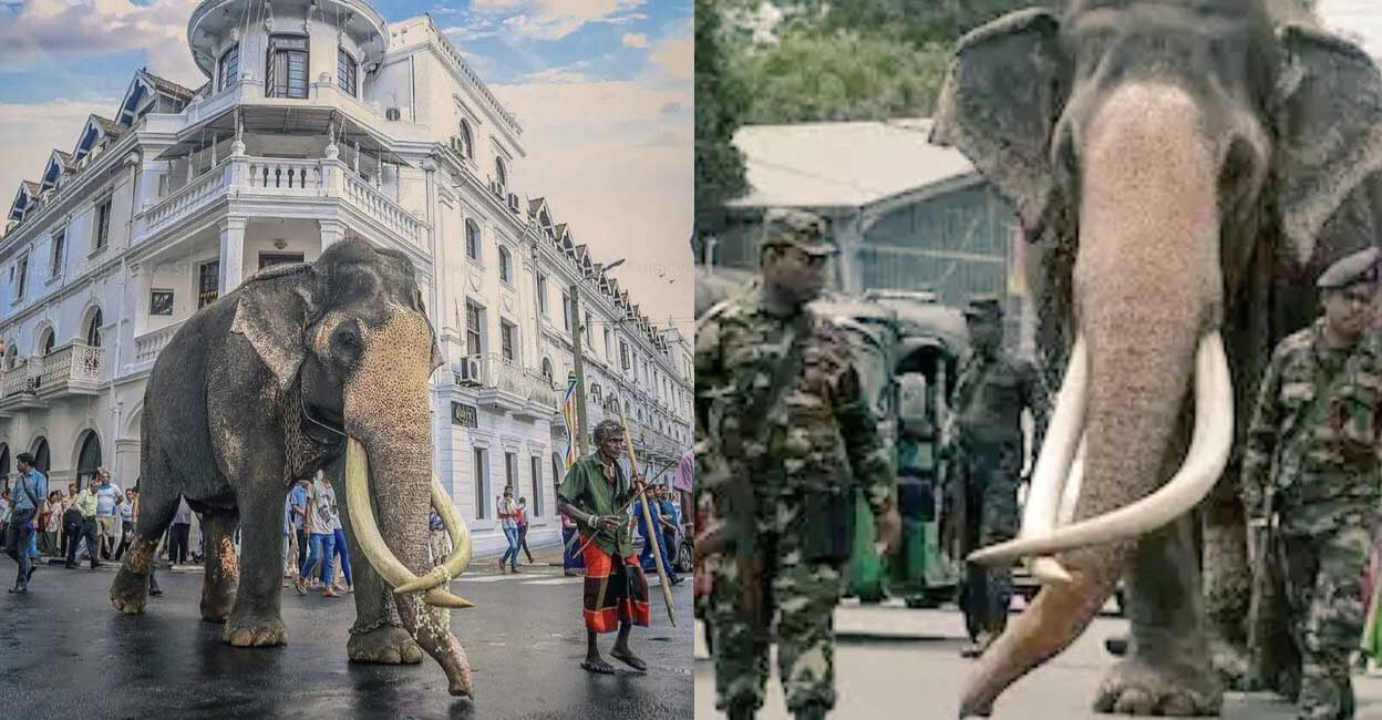 ഓരോ ദിവസവും മരിക്കുന്നത് ഒരാനവീതം; കടുത്ത പ്രതിസന്ധിയിൽ ശ്രീലങ്കയിലെ ...