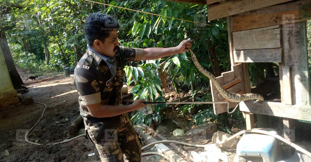 കേരളത്തിലുള്ളത് 114 ഇനം പാമ്പുകൾ, പിടിക്കാൻ 1,720 പേർ; ആശങ്കവേണ്ട, ‘സർപ്പ’യുണ്ട് സഹായത്തിന് ...