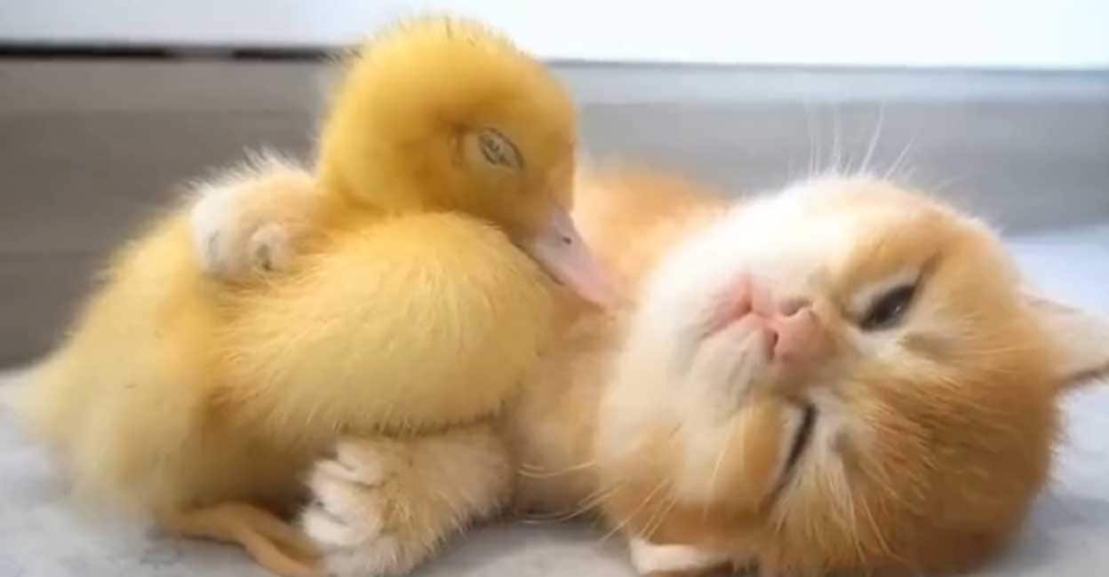 കുഞ്ഞുതാറാവിന് ഉമ്മകൊടുത്ത് പൂച്ച; സ്നേഹപ്രകടത്തിനു ശേഷം ...