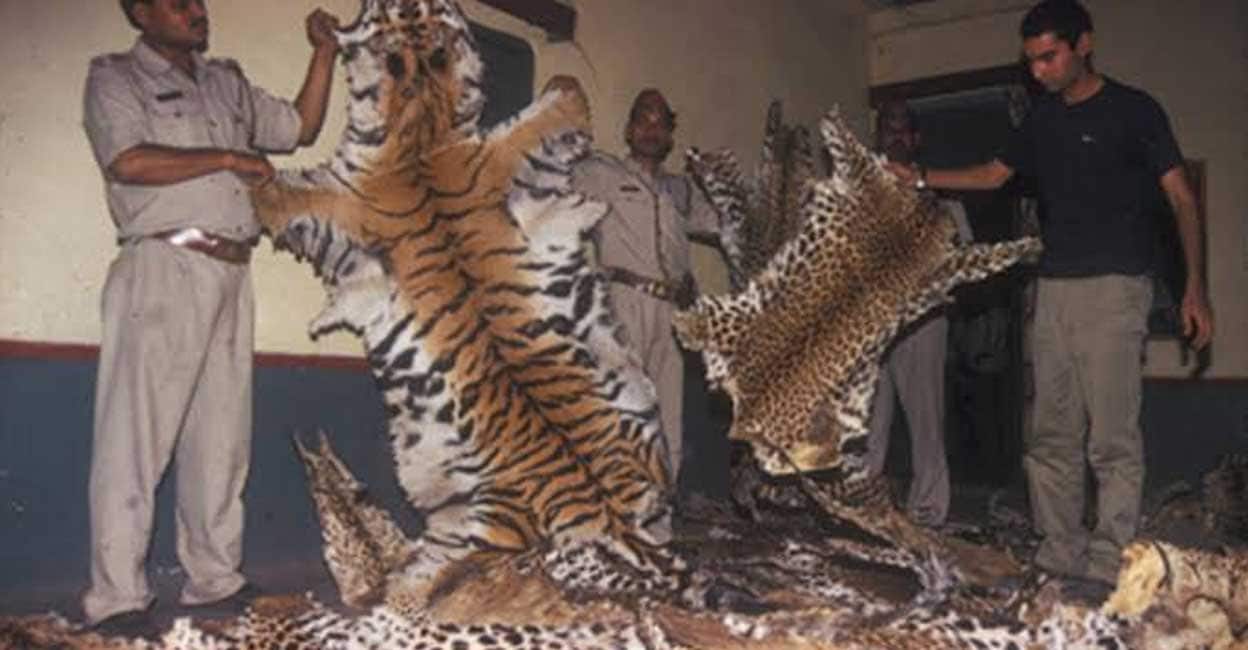 ഒരു വനത്തിലെ എല്ലാ കടുവകളെയും കൊന്നു! വടക്കിന്റെ വീരപ്പൻ അഥവാ സൻസ ...