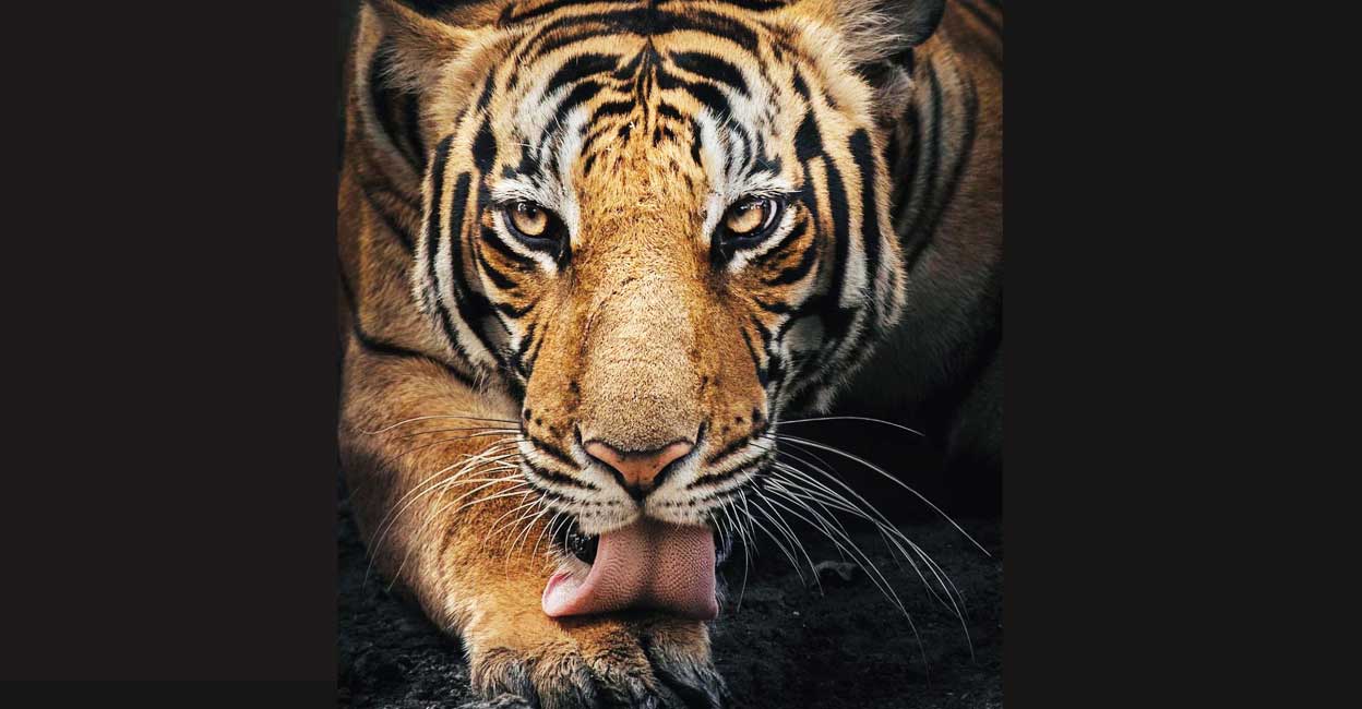 ഇന്ത്യയിൽ കടുവകളെ കാണാം ഇവിടങ്ങളില്‍; രാജ്യത്തെ പ്രധാന കടുവാസങ്കേതങ്ങ ...