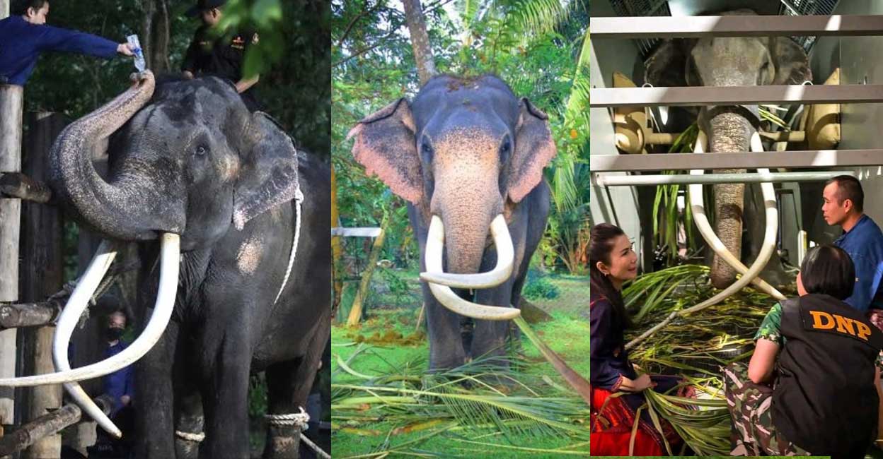 ശ്രീലങ്കയ്ക്ക് സമ്മാനമായി നല്‍കിയ ആനയെ തിരികെ വാങ്ങി തായ്‌ലന്‍ഡ്; 21 വ ...