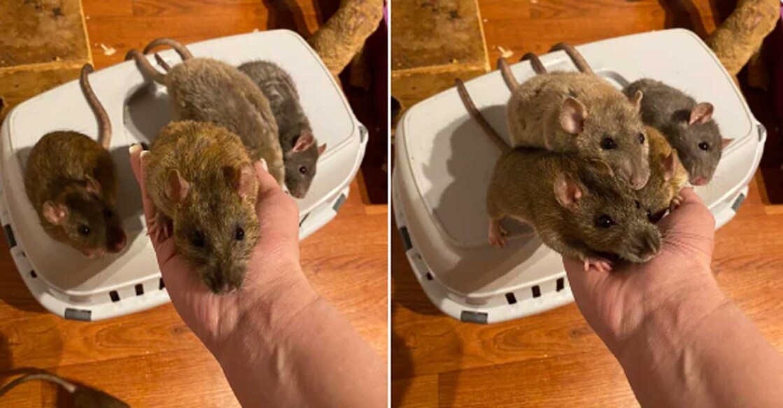 ഇക്കിളി കൂട്ടൽ വിനോദമാക്കി എലികൾ; - Scientists | Tickle Rats | Brain's ...