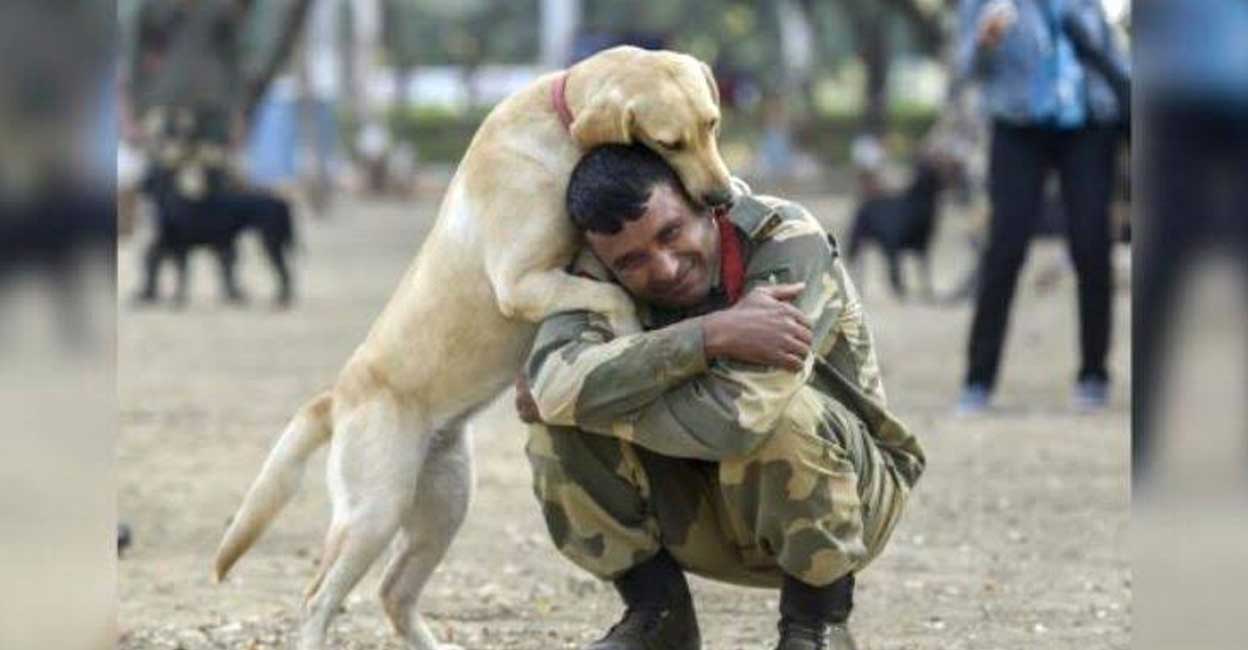 ഓരോ നായകൾക്കും ഓരോ ദൗത്യം, അതനുസരിച്ച് റാങ്കും; ഇന്ത്യൻ ആർമിയിലെ നായകള് ...