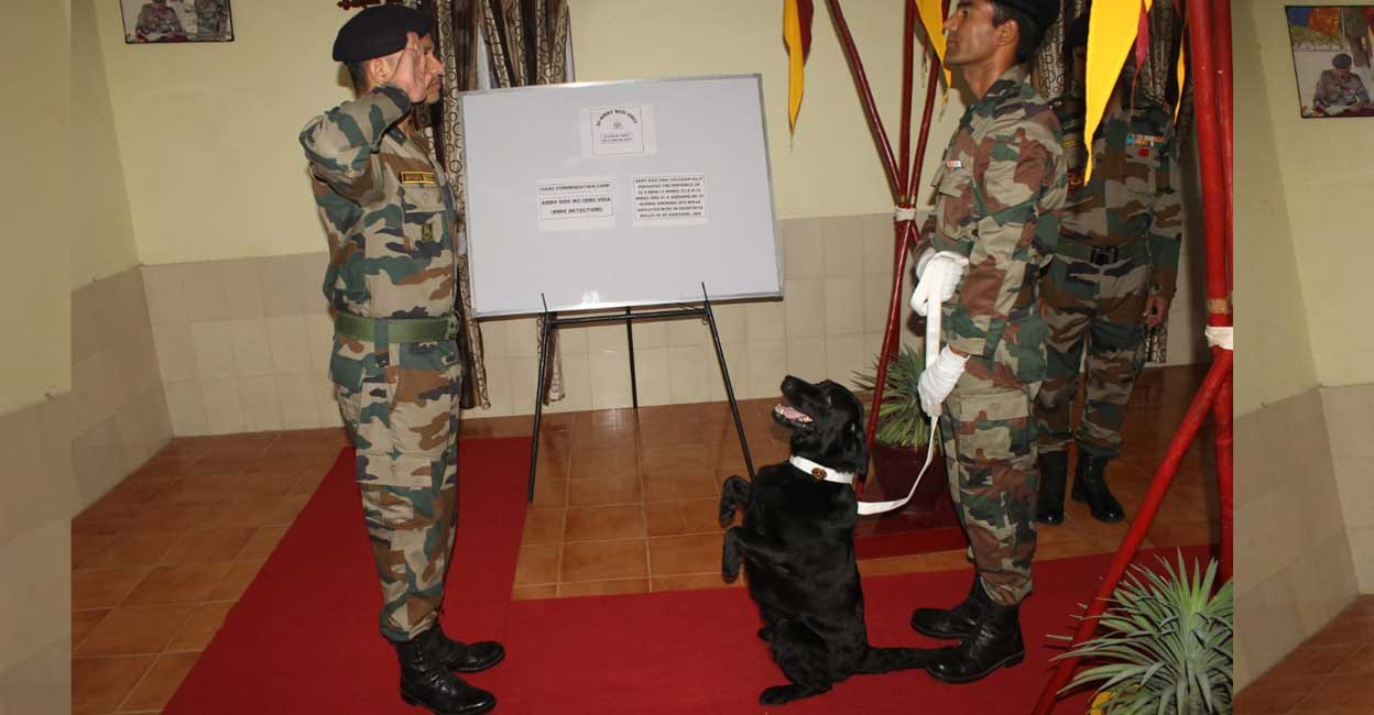 ഓരോ നായകൾക്കും ഓരോ ദൗത്യം, അതനുസരിച്ച് റാങ്കും; ഇന്ത്യൻ ആർമിയിലെ നായകള് ...