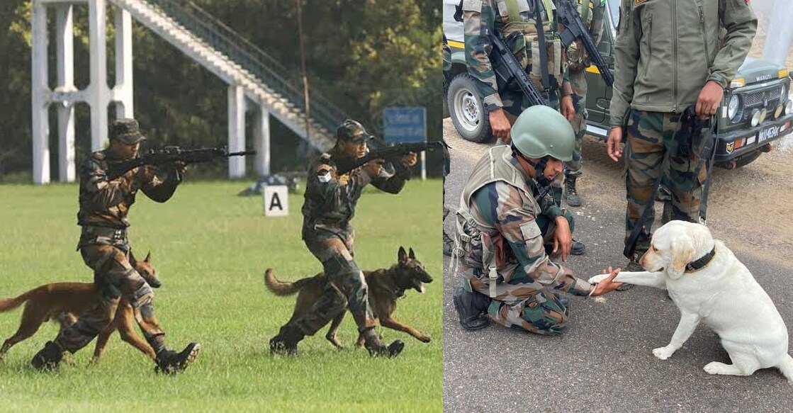 ഓരോ നായകൾക്കും ഓരോ ദൗത്യം, അതനുസരിച്ച് റാങ്കും; ഇന്ത്യൻ ആർമിയിലെ നായകള് ...