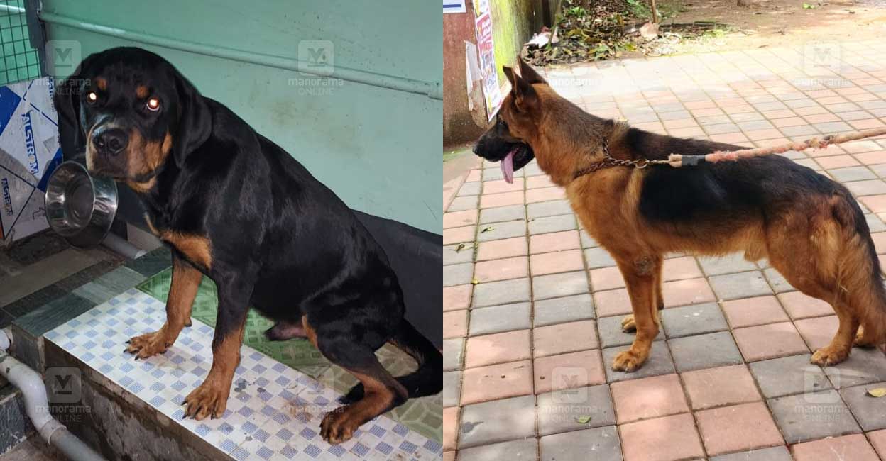 ഷാഡോയ്ക്ക് ബബീഷിയോസിസ് രോഗം, രക്തം നൽകി രക്ഷിച്ച് ഫർബോ: മൃഗചികിത്സയി ...