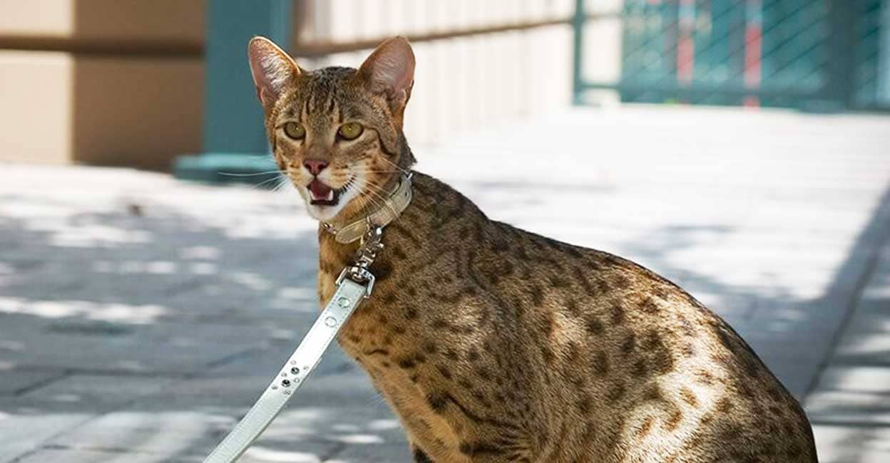 85 ലക്ഷം രൂപയുടെ പൂച്ച; ആഢംബര ചിഹ്നമായി അഷേറ: ഇനിയുമുണ്ട് ലക്ഷങ്ങ ...