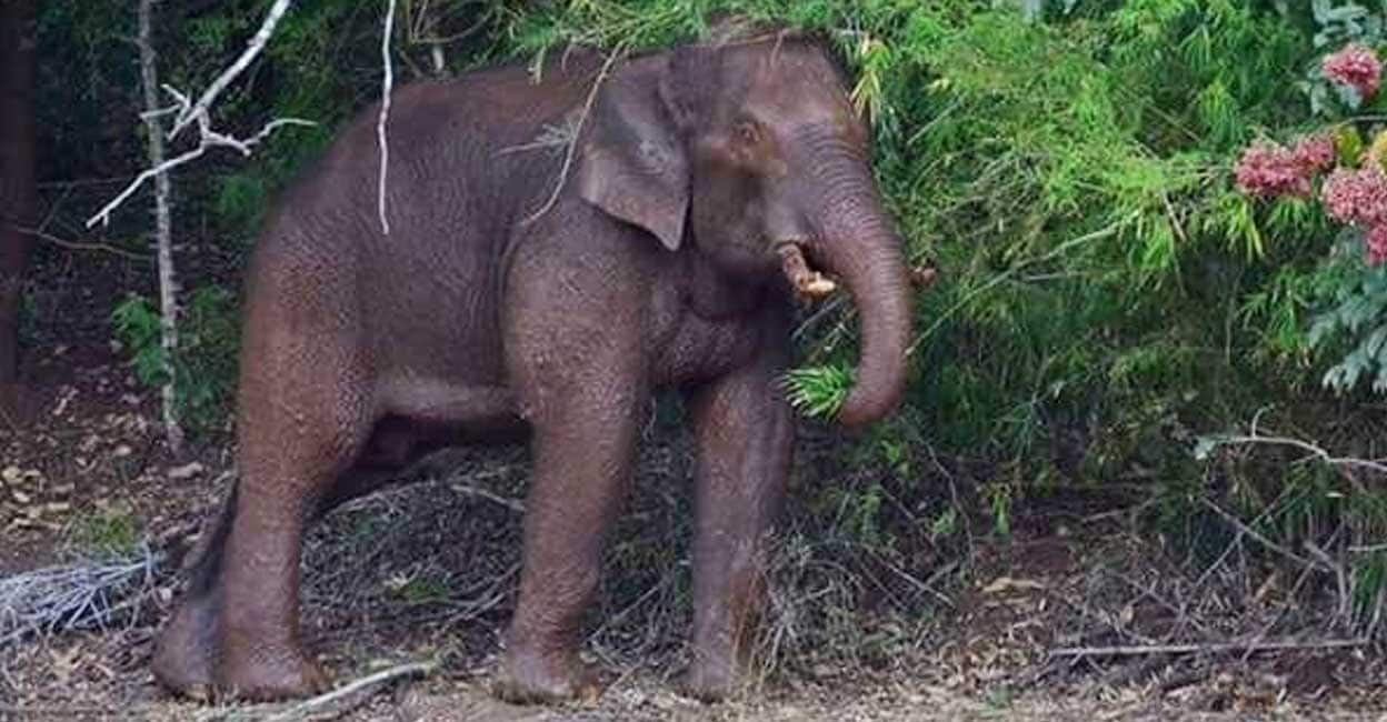 അഞ്ചടി മാത്രം നീളം വയ്ക്കുന്ന കല്ലാന! ഇനിയും തെളിയിക്കപ്പെടാത്ത ...