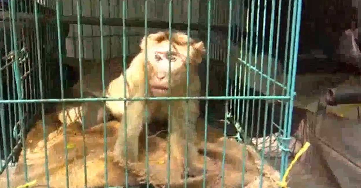 11 കെവി ലൈനിൽ നിന്ന് ഷോക്കേറ്റു; മരണത്തിന്റെ വക്കിലെത്തിയ കുരങ്ങന് ...