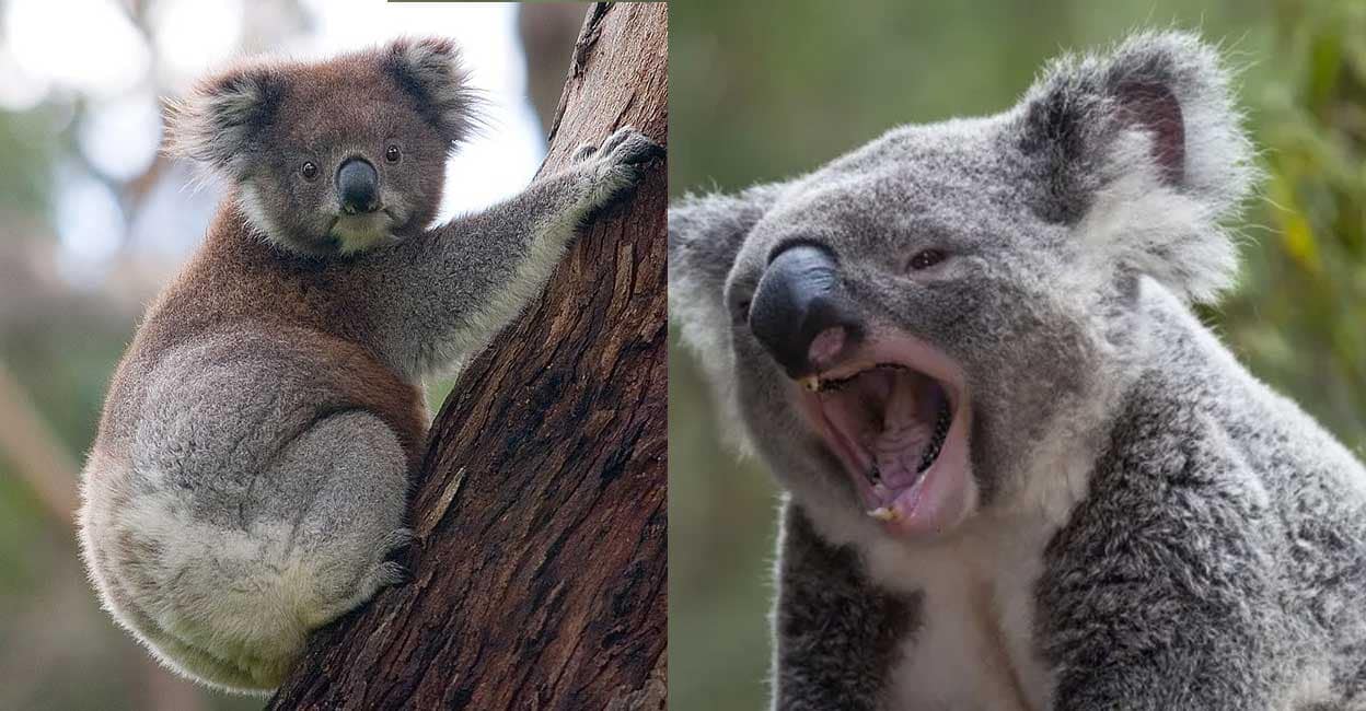 കുഴിമടിയൻ ജീവികളെ വെടിവച്ചുകൊന്ന് ഓസ്ട്രേലിയ! വ്യാപക പ്രതിഷേധം- Koala ...