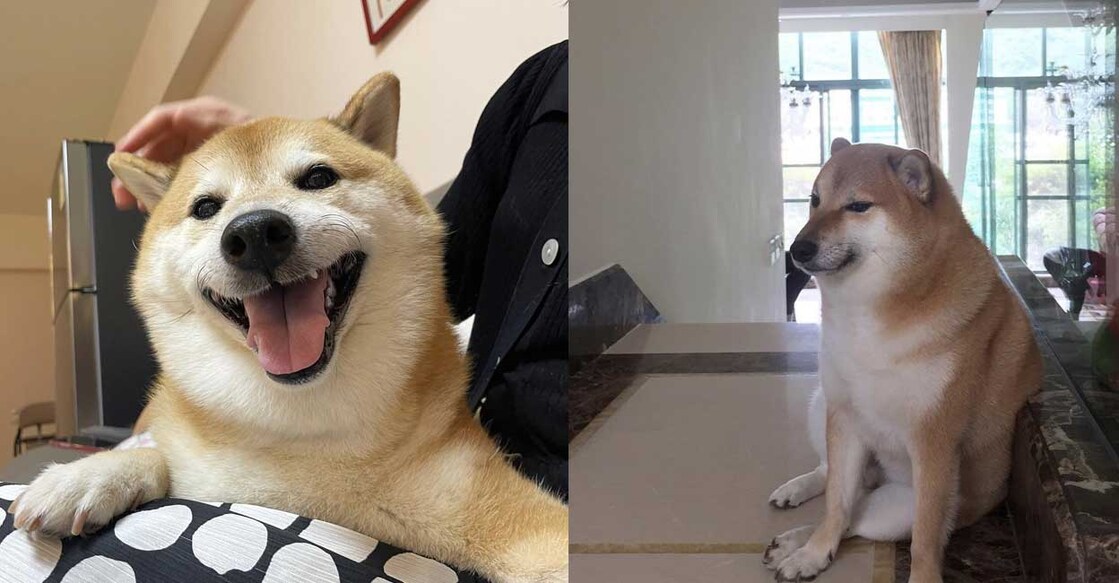 മീമുകളിലും ട്രോളുകളിലും നിറഞ്ഞ് ലോകപ്രശസ്തനായ നായ; ചീംസ് ബാൾസെ ഓർമയായി ...