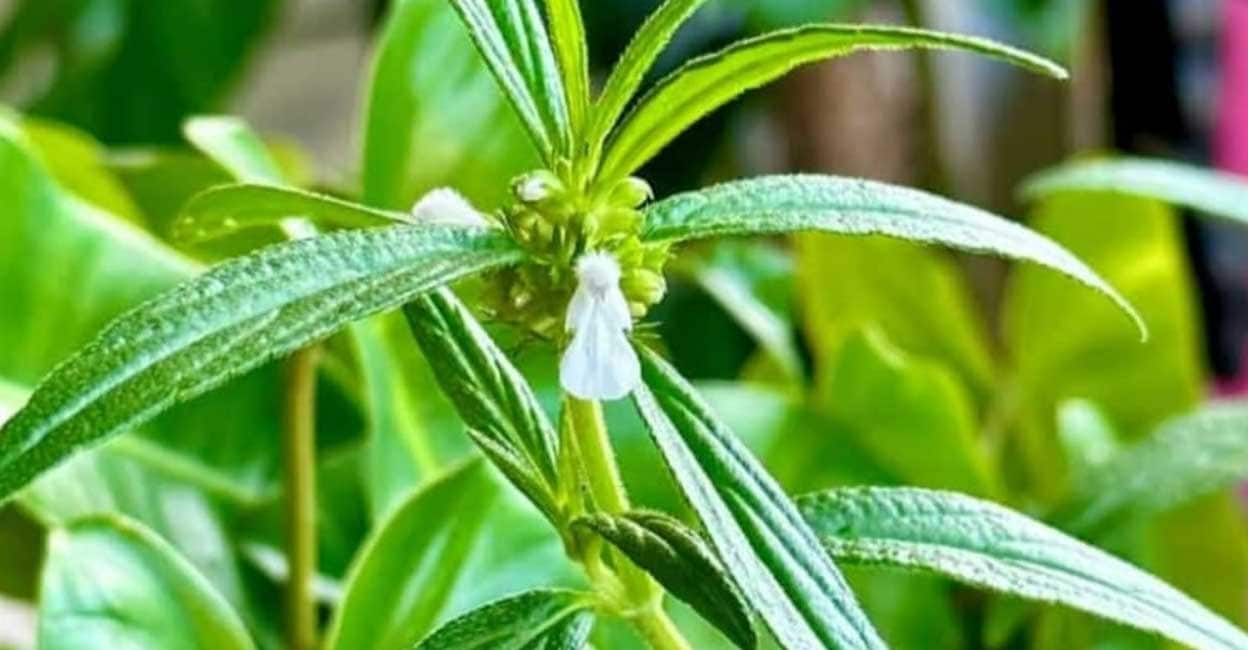 ഓണമെത്തി, തുമ്പപ്പൂ എവിടെ? വംശനാശ ഭീഷണി പട്ടികയിൽ ഇടംപിടിച്ച് ...