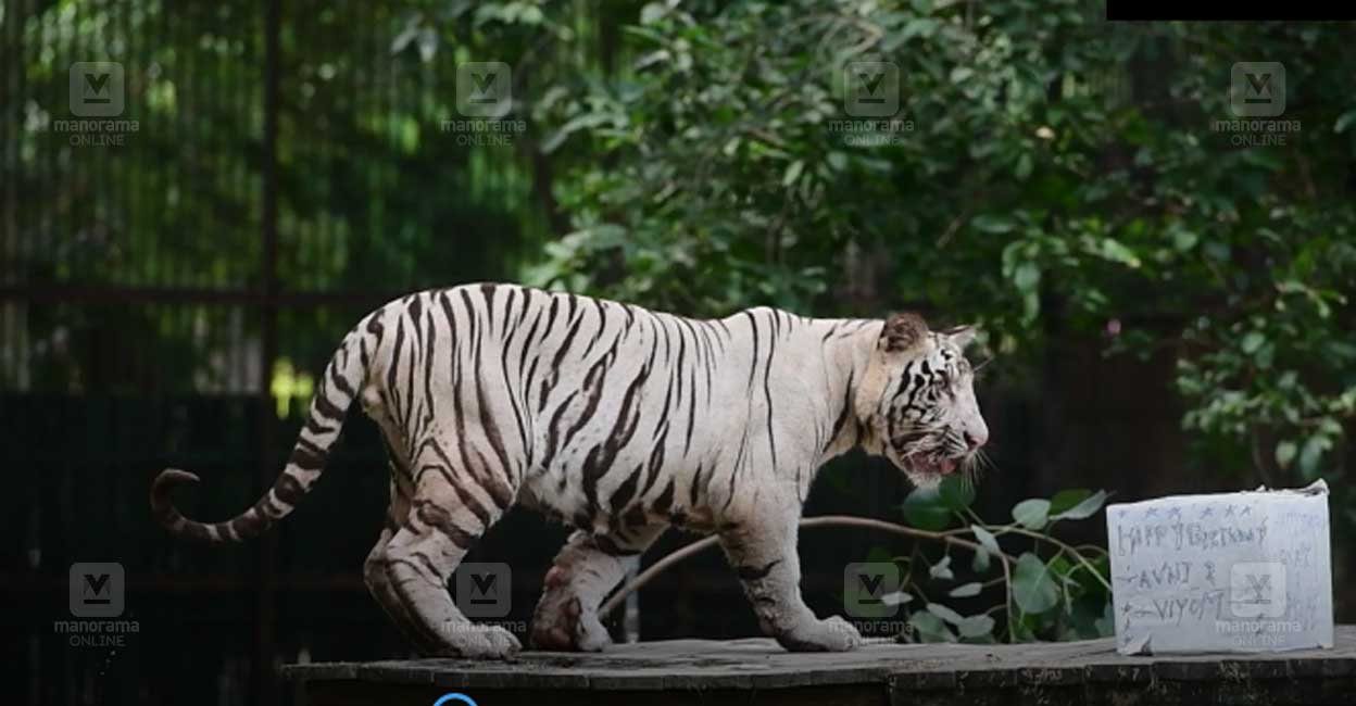 ബർത്ഡേ സൂപ്പറാക്കി അവനിയും വ്യോമും; വെള്ളക്കടുവകൾക്കായി നിരവധി ...