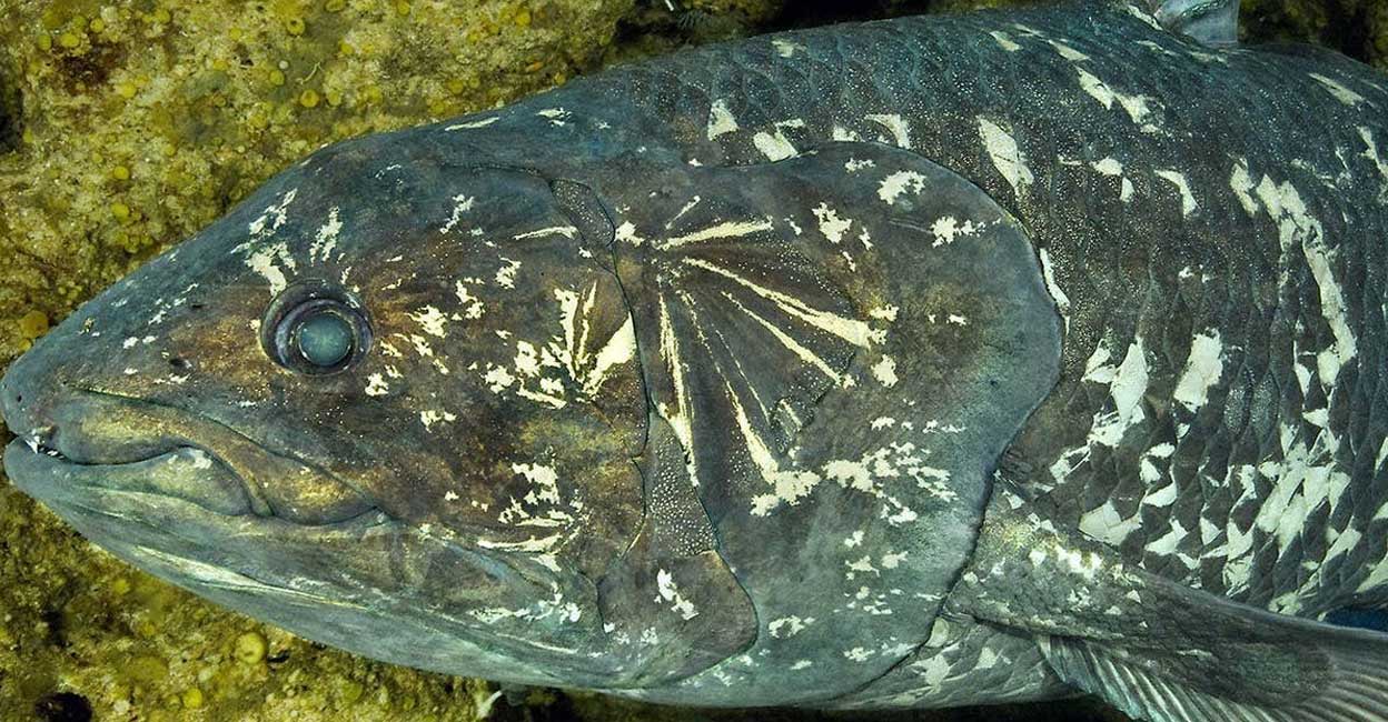 Scientists Discover Coelacanths, Ancient 'Living Fossils,' Can Live Up ...