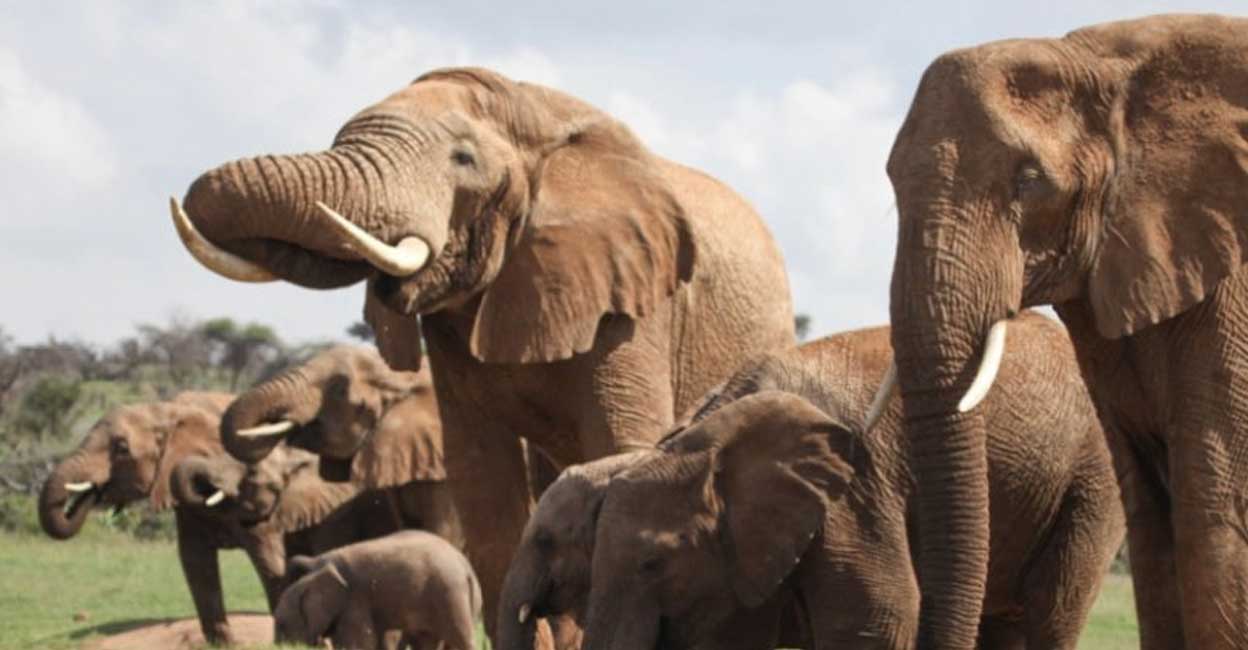 പരസ്പരം പേര് വിളിക്കുന്ന ആഫ്രിക്കൻ ആനകൾ, മനുഷ്യനല്ലാതെ മറ്റൊരു ജീവിയി ...