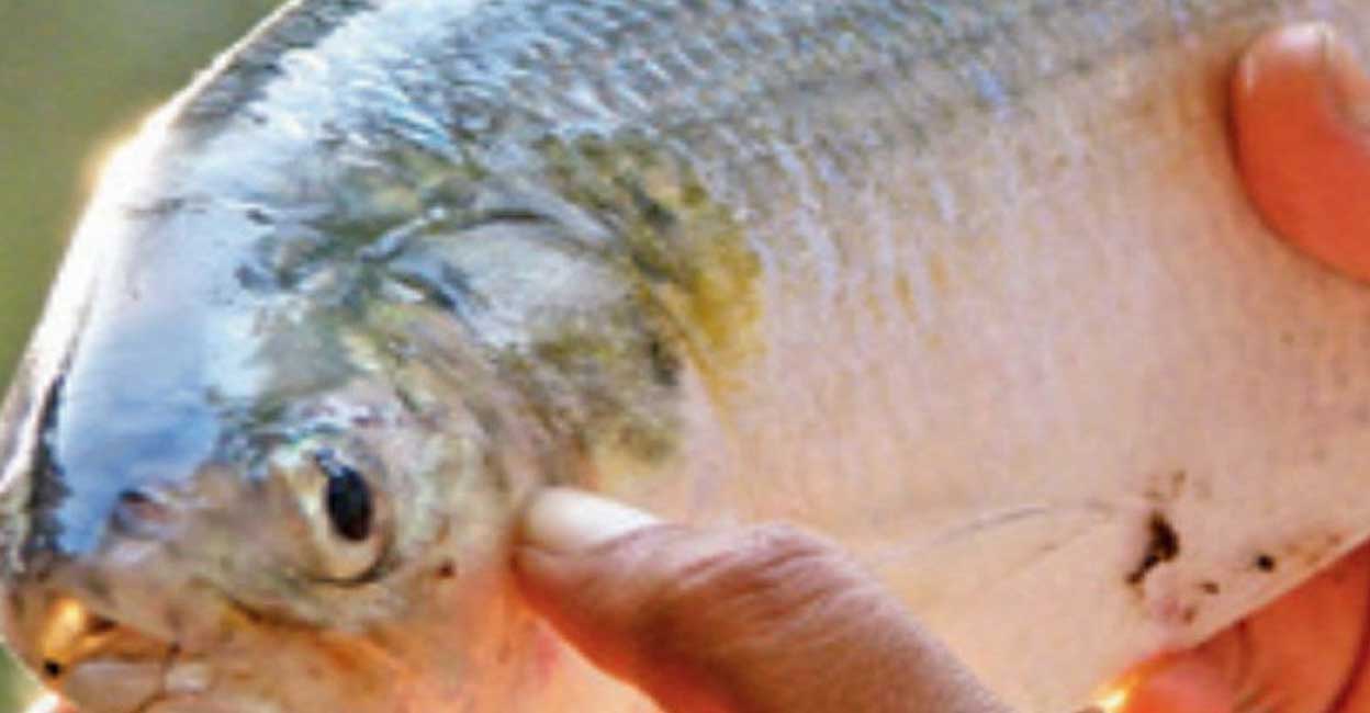 ബംപർ അടിച്ചേ! കിട്ടിയത് 2 കിലോ തൂക്കമുള്ള ഒറ്റ മീൻ; ലേലത്തിൽ വിറ്റത് ...