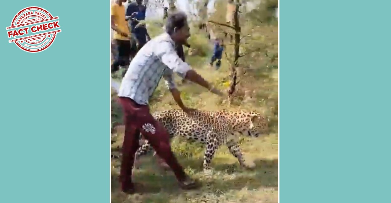 ‘വാറ്റ് ചാരായം കുടിച്ച് പൂസായ പുലി’; വാസ്തവമറിയാം | The Viral video circulating the Drunk ...