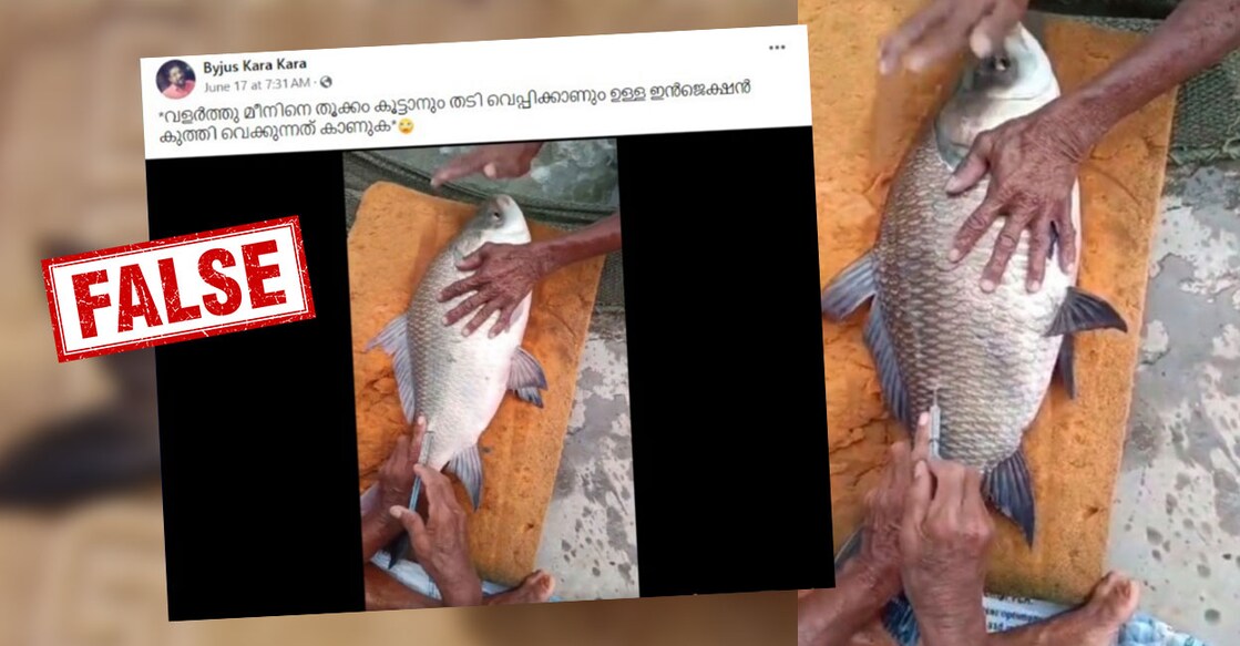 ഇത് മീനുകളുടെ തൂക്കം കൂട്ടാനുള്ള കുത്തിവയ്പ്പല്ല; വിഡിയോയുടെ വാസ്തവമിതാണ് | In the viral video ...