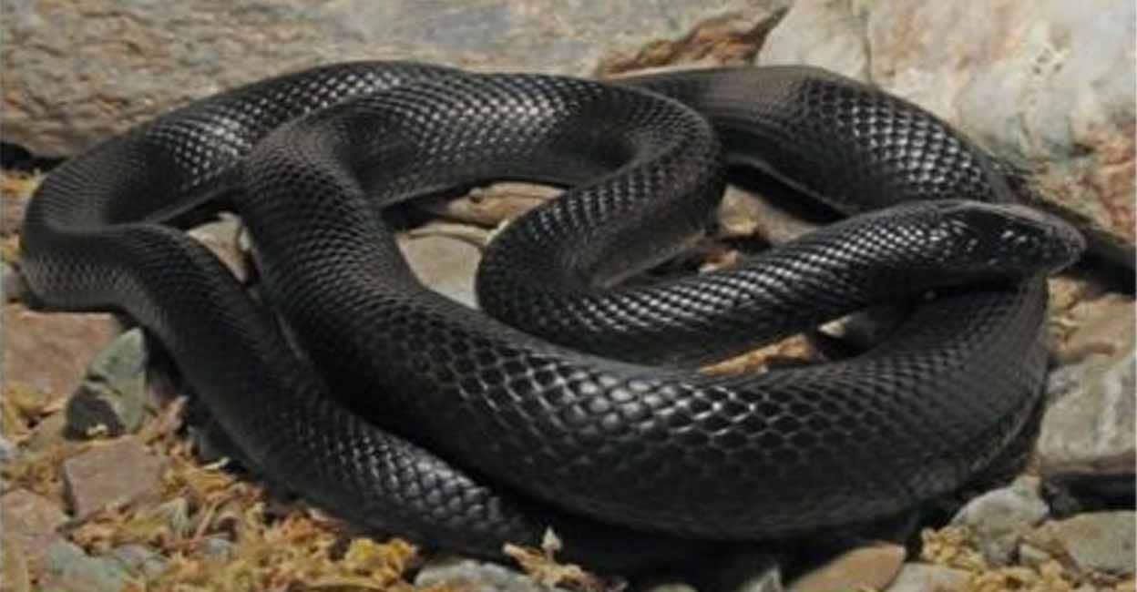 ഇത് ആഗ്രഹം സഫലമാക്കുന്ന സ്വർണനാഗമോ? | The belief that seeing a golden ...