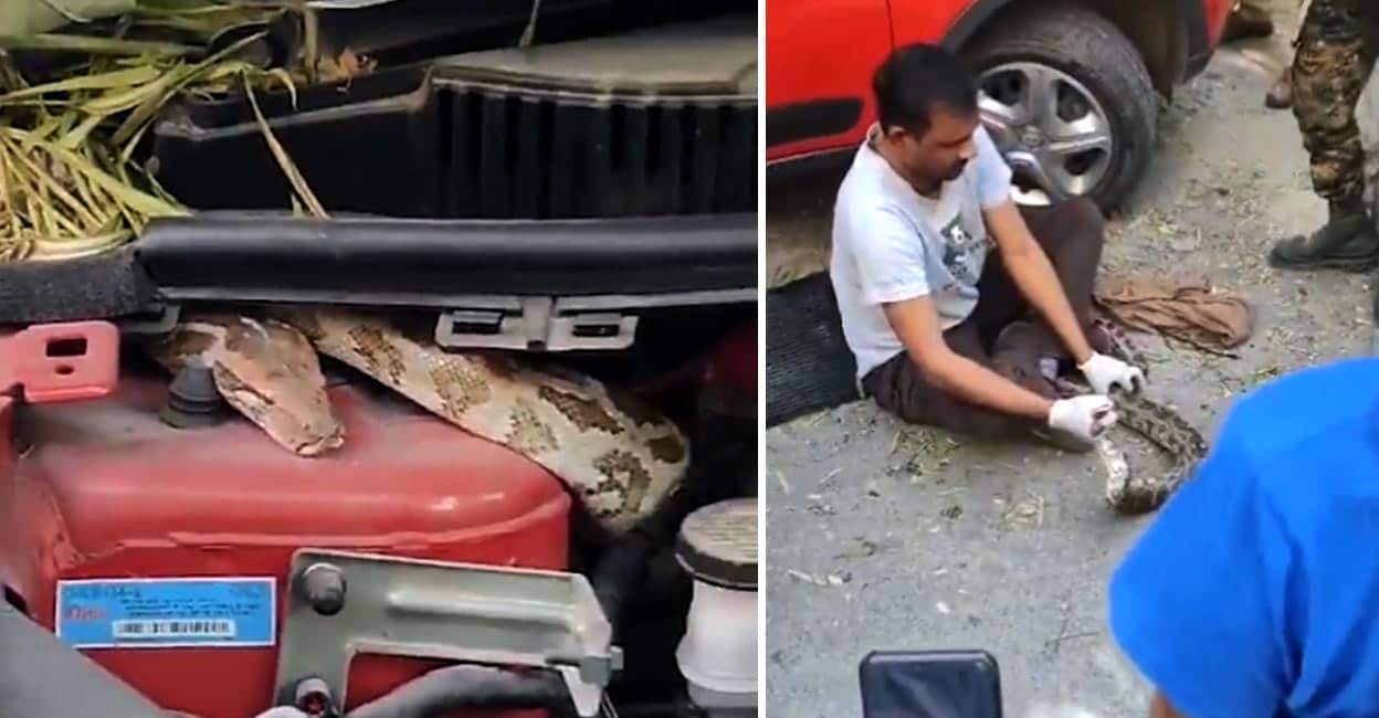 കാറിന്റെ ബോണറ്റിൽ ആറടി നീളമുള്ള പെരുമ്പാമ്പിന്റെ സുഖസവാരി: വിഡിയോ | 6 ...