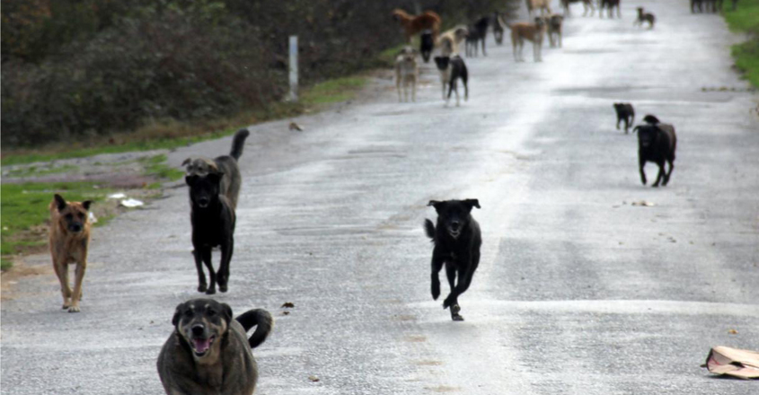 ഇന്ത്യയിലെ തെരുവ് നായ്ക്കൾക്കെതിരെ ജർമൻ വിനോദസഞ്ചാരികൾക്ക് ജാഗ്രത നിർദേശം