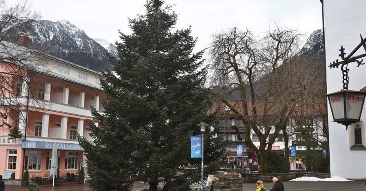 സ്വാഭാവിക ക്രിസ്മസ് ട്രീകളുമായി കൃഷി വകുപ്പ്- Department of Agriculture ...