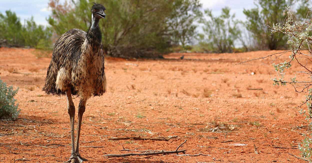 എമുവിനെ വെടിവെച്ചു കൊന്നു - Emu was Shot Dead | Emu | Shot Dead ...