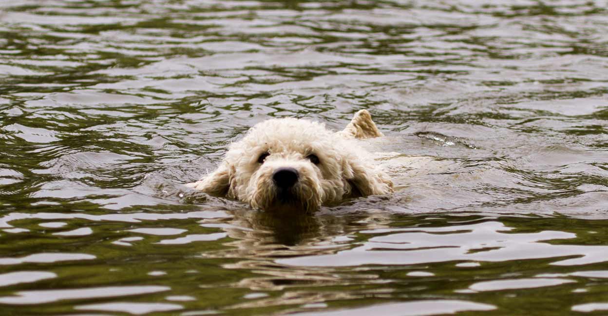കടലിൽ കാവലായി പൂഡിൽ നീലോ; സ്പെയിനിൽ കൗതുക കാഴ്ച - Poodle Dog | Dog Life ...