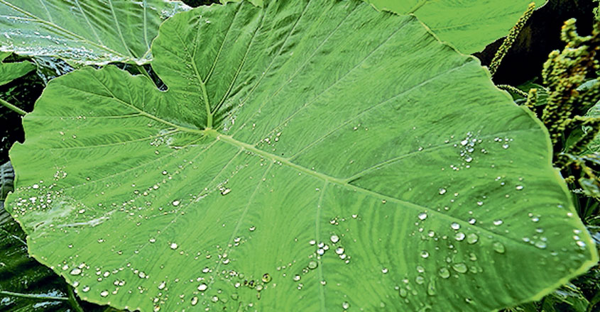 ഇന്ത്യൻ സവാളയ്ക്ക് ഇരട്ടിവില