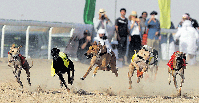 ആവേശം പകർന്ന് അറേബ്യൻ വേട്ടനായ്ക്കളുടെ മത്സരയോട്ടം
