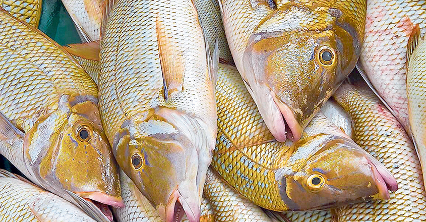 വലനിറയെ മീൻ; മുൻവർഷത്തെ വിലയുമില്ല | Qatar News