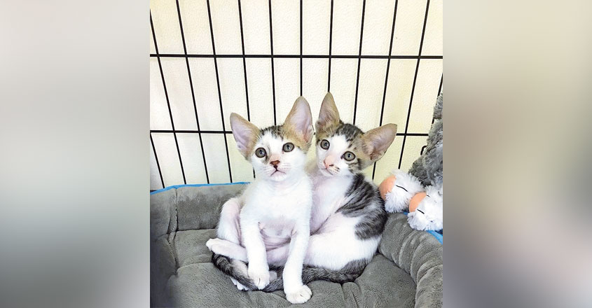 വികൃതികൾ കാട്ടുന്ന പൂച്ചക്കുട്ടികളെ വേണോ? ഈ മാസ‌ത്തെ വെള്ളിയാഴ്ചക ...