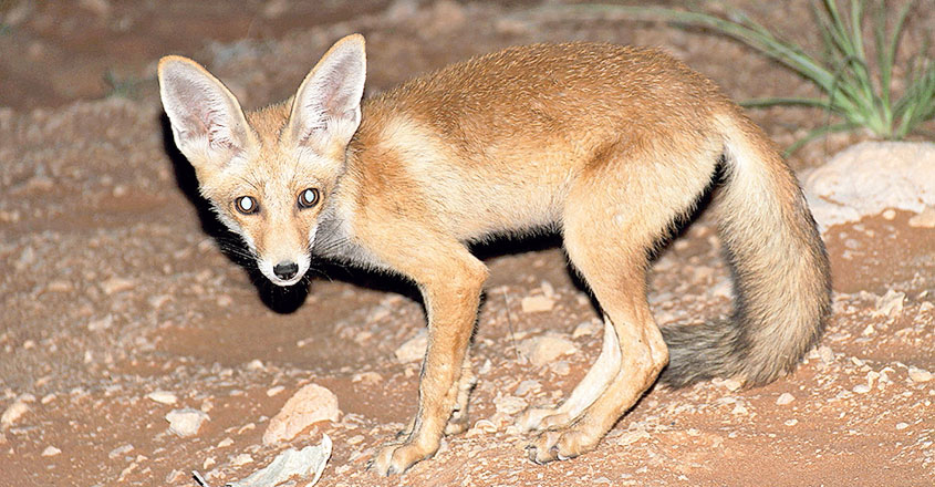 പകൽ മുഴുവൻ കാടുകളിൽ ഒളിക്കും, രാത്രിയിൽ ഓരിയിട്ട് എത്തും; ആകെ ഭയന്ന് ...