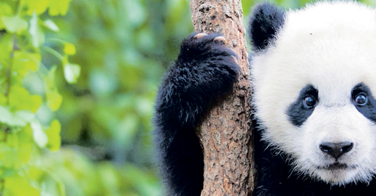 പാണ്ടകള്‍ക്ക് പാര്‍പ്പിടം അടുത്തവര്‍ഷമൊരുങ്ങും