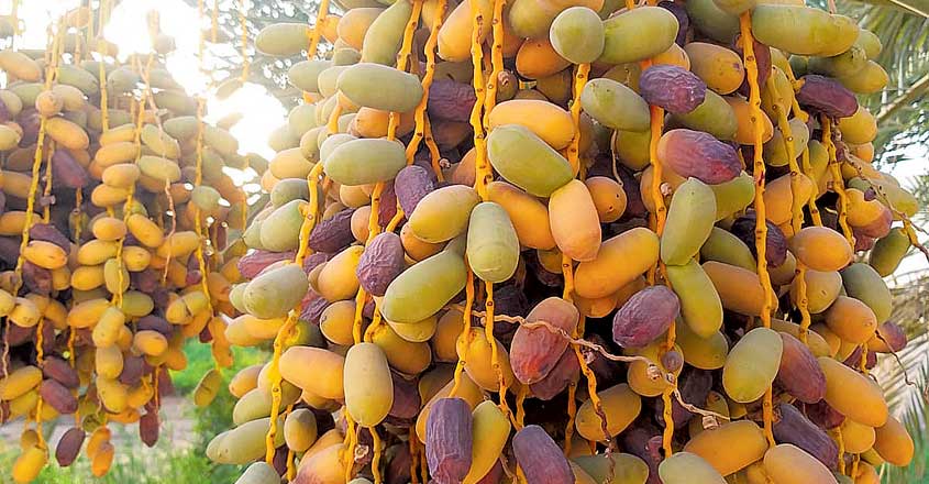 ഇപ്പോൾ മാർക്കറ്റിൽ ചെന്നാൽ, ഇഷ്ടംപോലുണ്ട് ഈന്തപ്പഴം