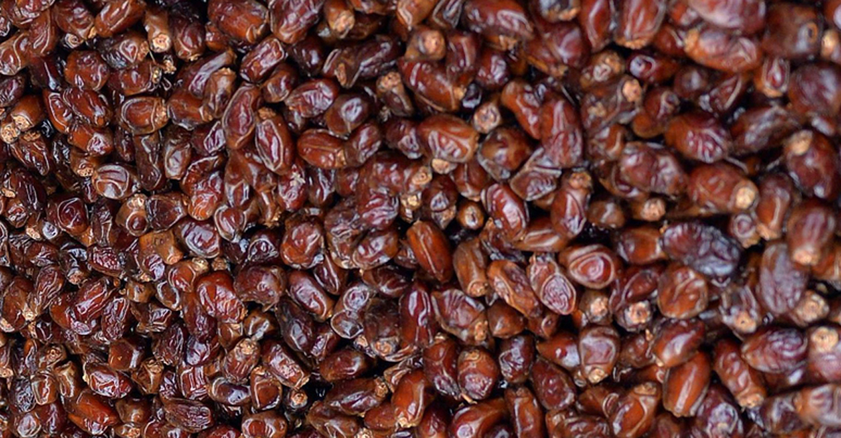 ഈന്തപ്പഴ വിതരണം: വകുപ്പ് മുൻ മേധാവികളെയും ചോദ്യം ചെയ്യും | Manorama News