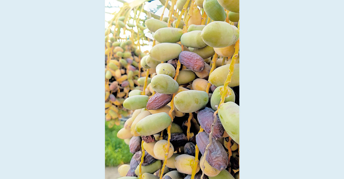 ഈന്തപ്പഴ മേളയുമായി സൂഖ് വാഖിഫ് വീണ്ടും