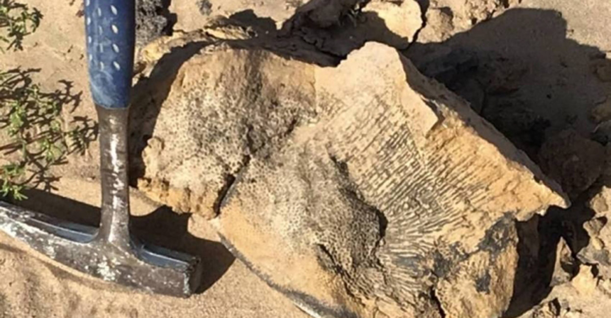 കൂറ്റൻ കടൽ പല്ലിയുടെ ഫോസിലുകൾ കണ്ടെത്തി; 80 ദശലക്ഷം വർഷം പഴക്കം