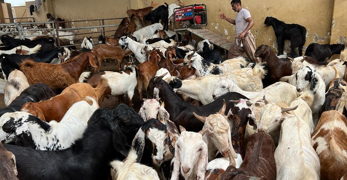എമിറേറ്റുകളിലെ ആടുമാടുകളുടെ വിപണി ഉണര്‍ന്നു; ആവശ്യക്കാർ കൂടുതൽ ഇന്ത്യ ...