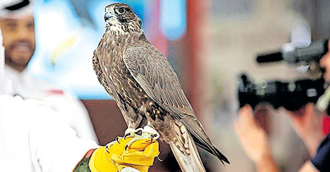 ലേലത്തിലെ മിന്നും താരം മംഗോളിയൻ ഫാൽക്കൺ; വില 9 ലക്ഷം റിയാൽ!