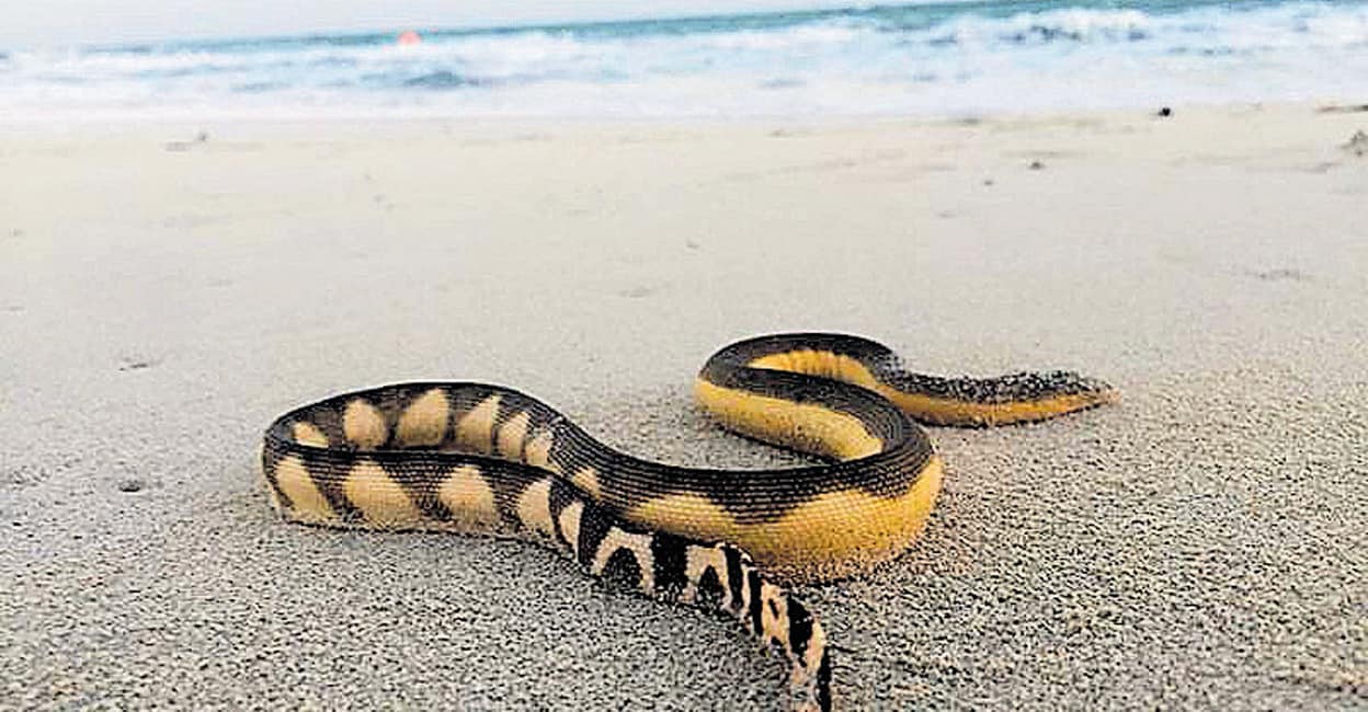 കടലിൽ കുളിക്കാം; പാമ്പിനെ ശ്രദ്ധിച്ച്