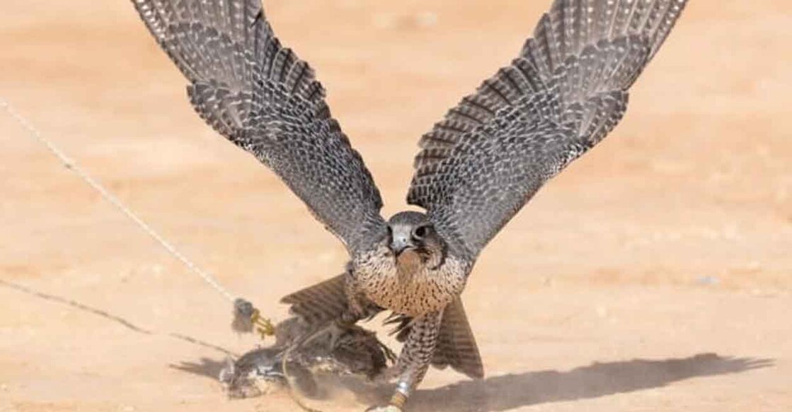 രാജ്യാന്തര ഫാൽക്കൺ മത്സരത്തിന് സൗദി സജ്ജം; വമ്പൻ മൽസരങ്ങൾ, ചരിത്രത്തിലെ ...