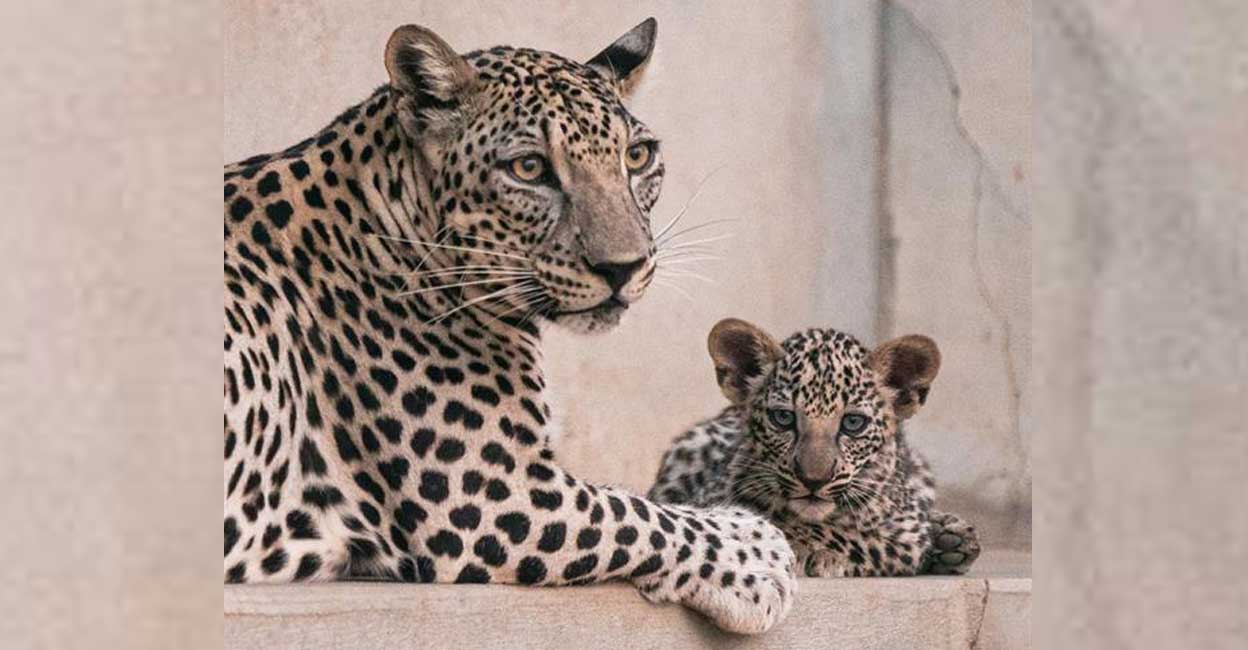 അറേബ്യൻ പുള്ളിപ്പുലി ദിനം ആഘോഷിച്ചു