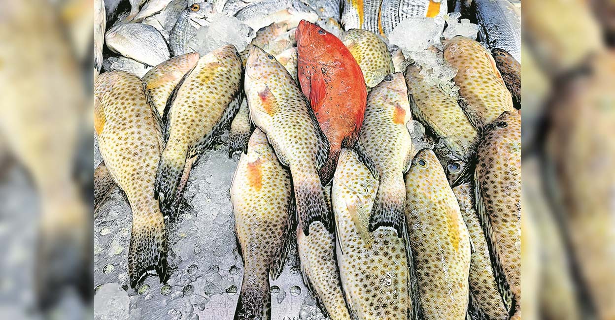 മീനിൽ ഹമൂറാണ് മെയിൻ