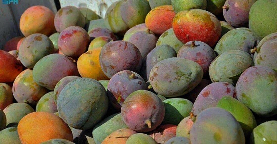സൗദിയിൽ മാമ്പഴ വിപണി സജീവമായി -The mango market is active in Saudi ...