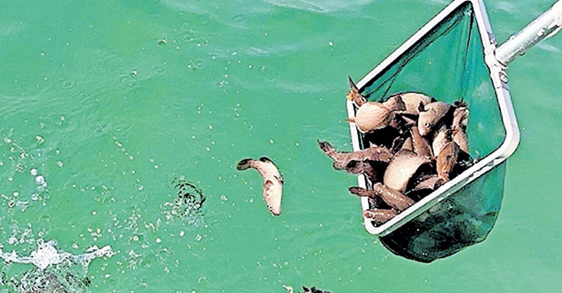 മത്സ്യസമ്പത്ത് കൂട്ടാൻ അക്വാറ്റിക് റിസർച് സെന്റർ ഉൽപാദിപ്പിച്ചത് 80 ...